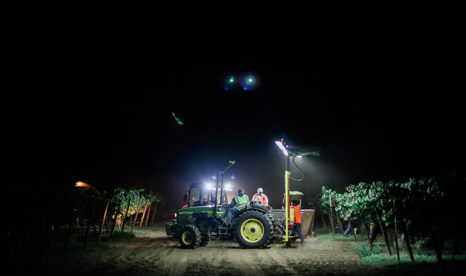 Five Reasons Why Wineries Prefer Night Harvesting Chardonnay Grapes