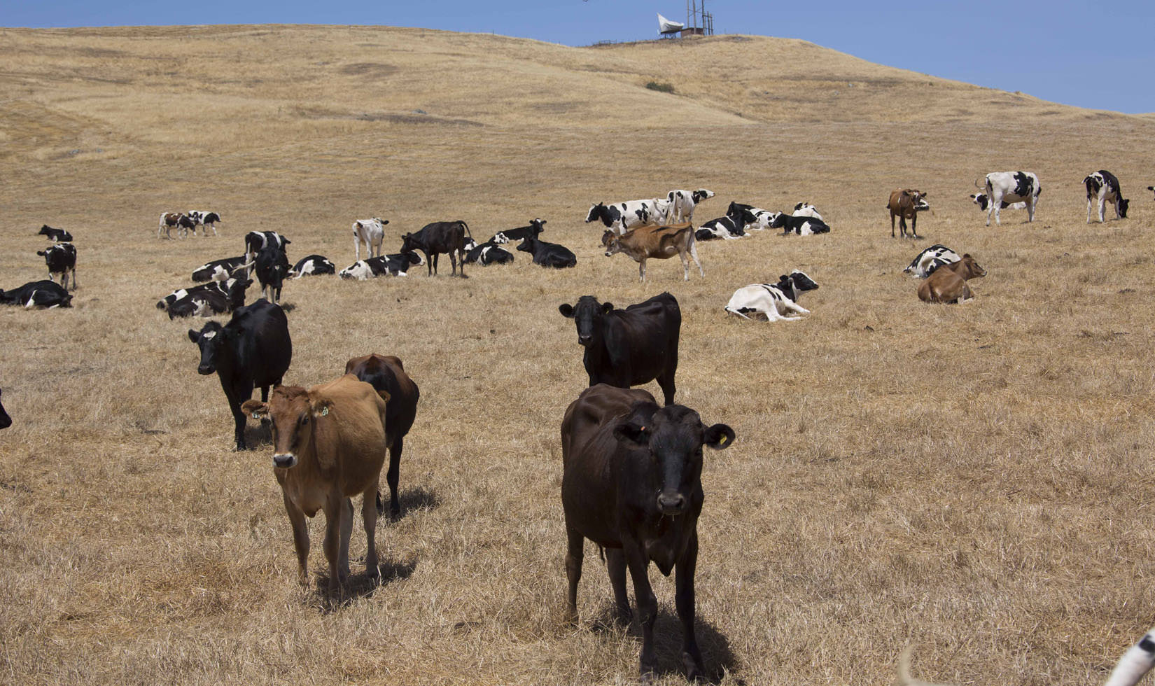Mindful Meats Farm Tour: California GMO Free Organic Beef