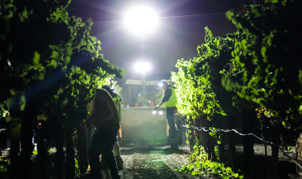 Five Reasons Why Wineries Prefer Night Harvesting Chardonnay Grapes