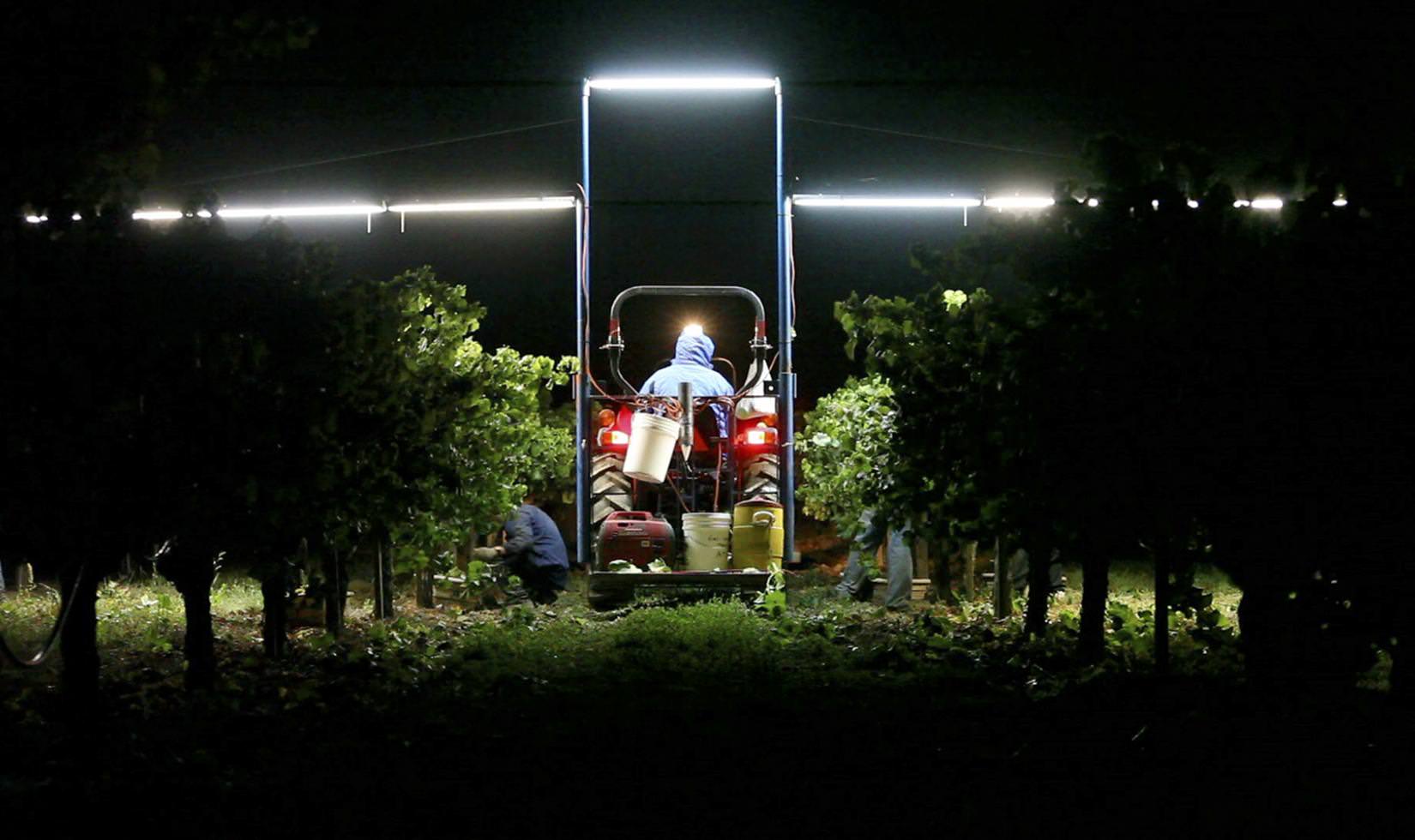 Five Reasons Why Wineries Prefer Night Harvesting Chardonnay Grapes
