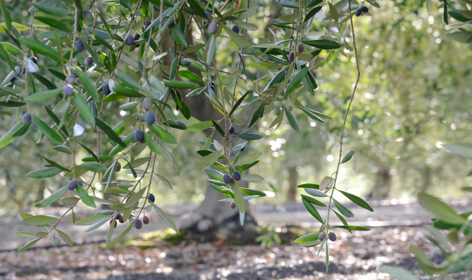 10 Fun Facts About Olives and Olive Oil Health Benefits