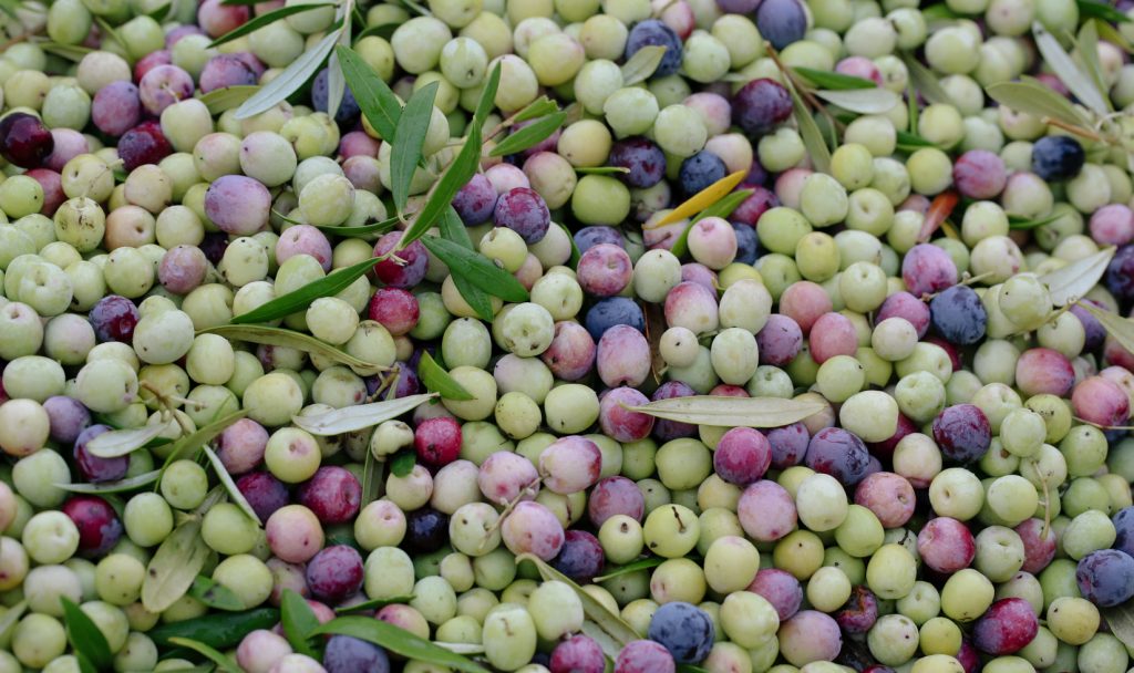 10 Fun Facts About Olives and Olive Oil Health Benefits