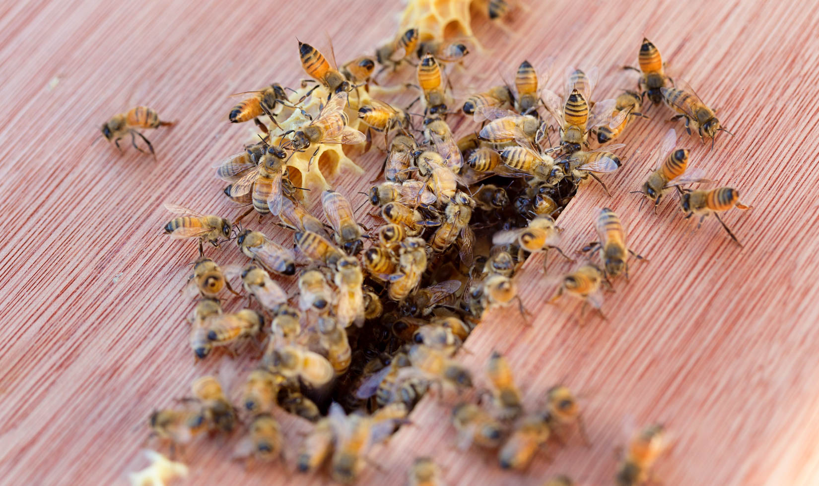 Cyprian And Syrian Bees Beesource Beekeeping Forums
