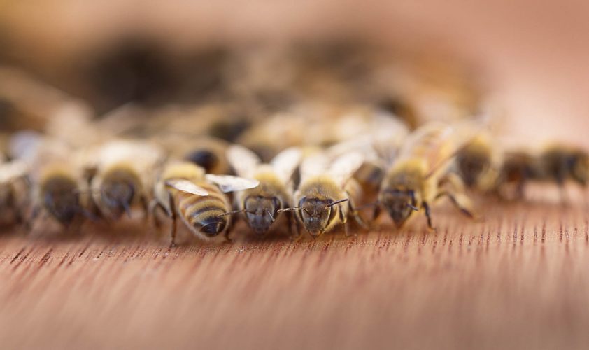 25 Fascinating Honey Bee Facts | Wine Country Table