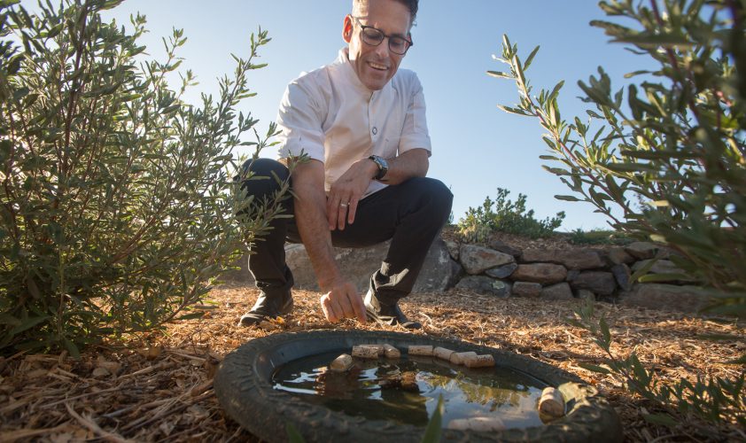 7 Essential Bee Garden Design Tips for Healthy Bees and Great Honey