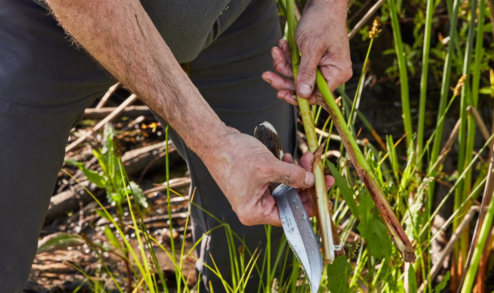 Eight Edible Wild Plants to Forage this Spring | Foraged Food Tips