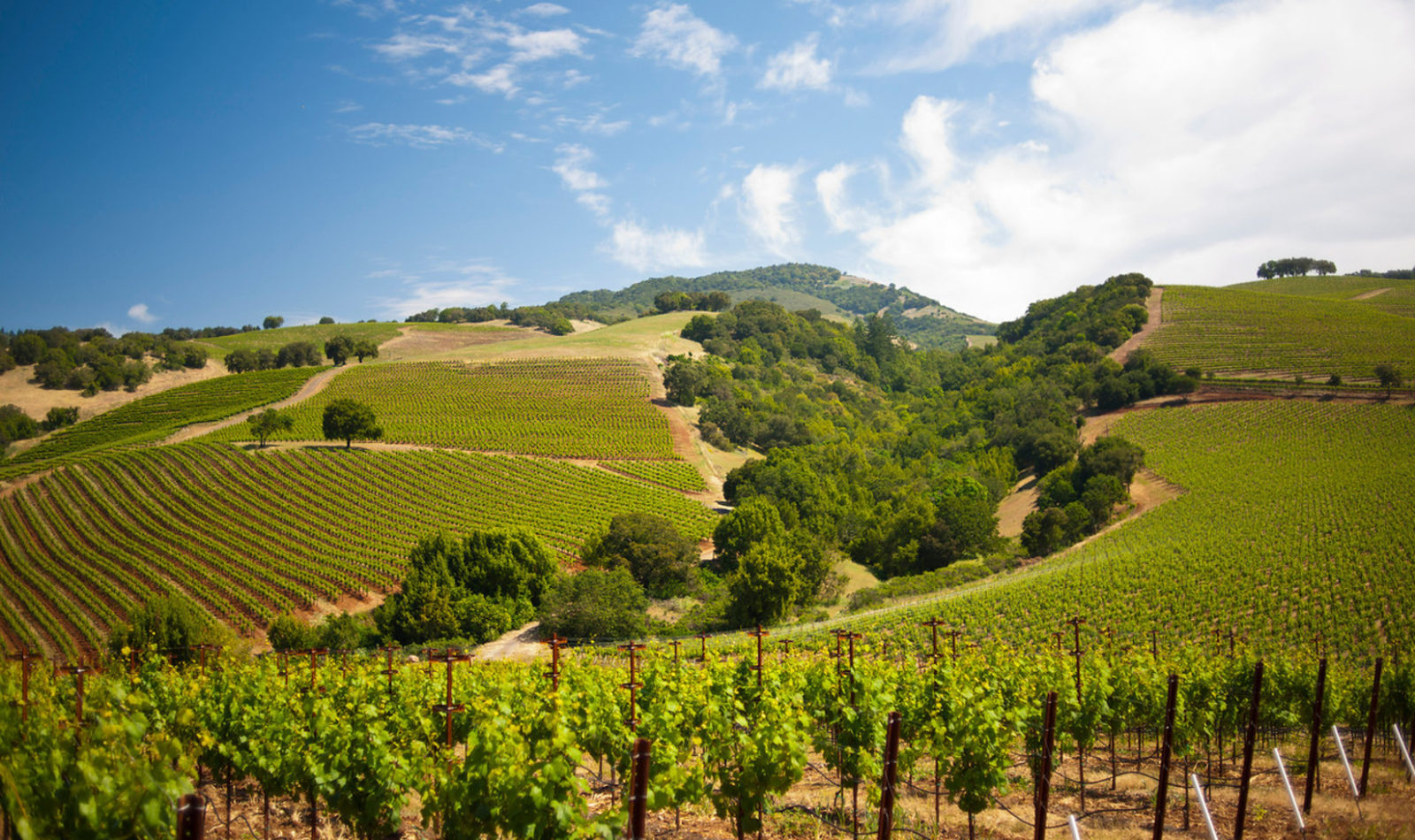 Best Hiking in Sonoma County | Vineyard Hikes with Views
