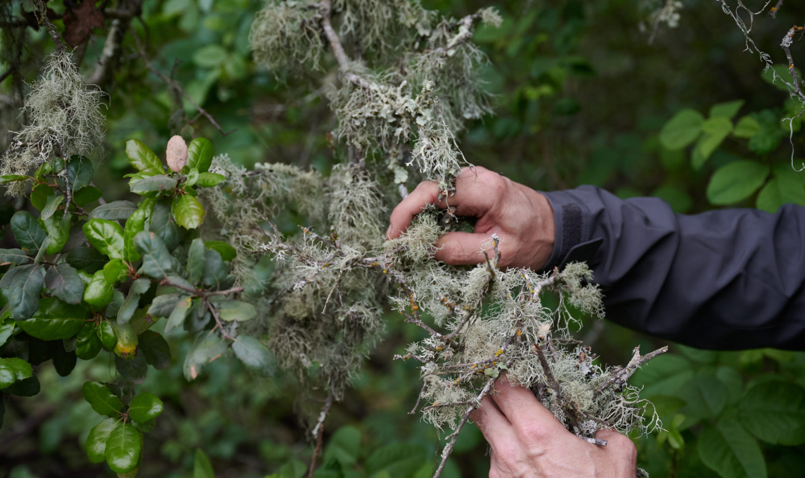 Eight Best Fuels for BBQ and Grilling | Wine Country Table