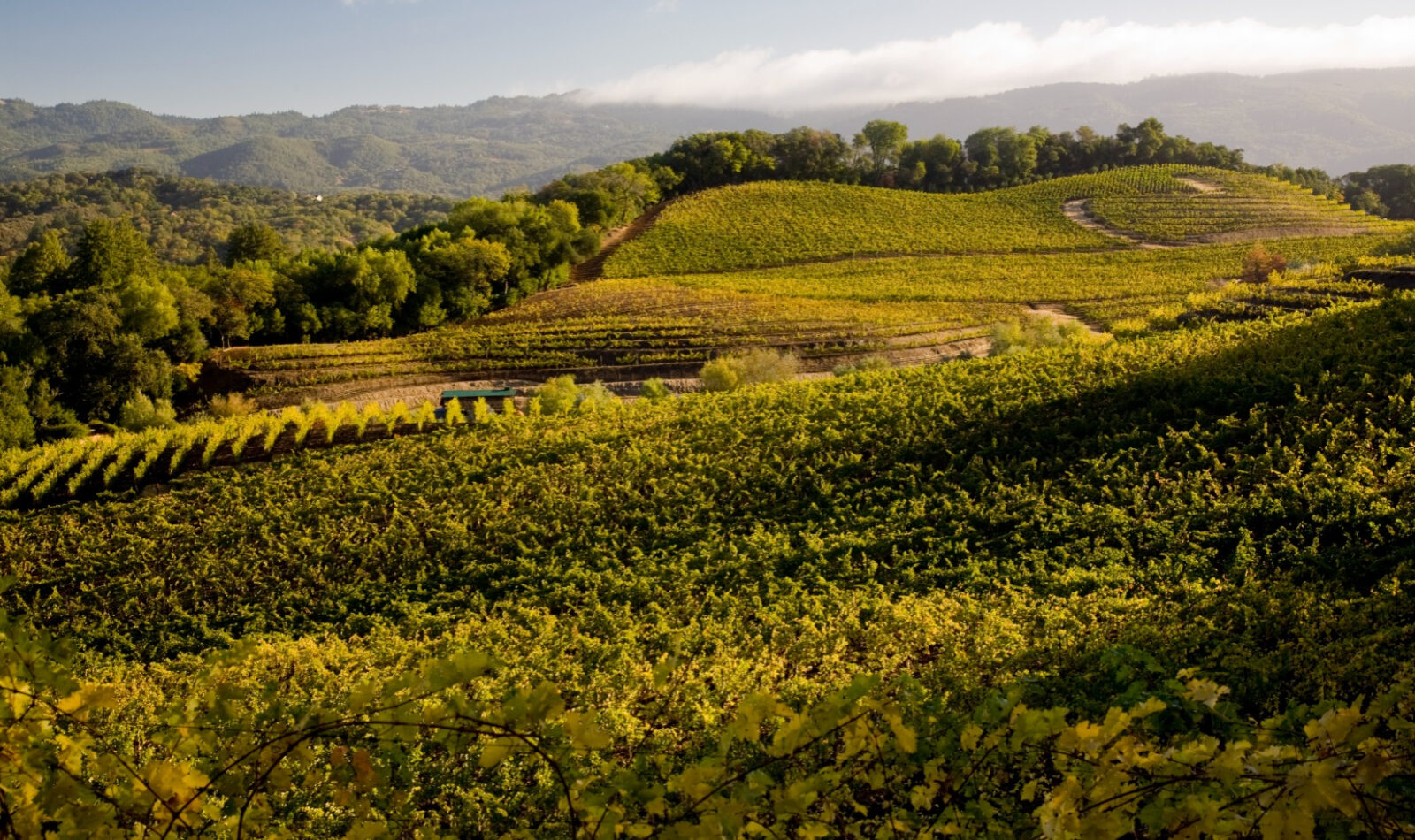 Best Hiking in Sonoma County | Vineyard Hikes with Views