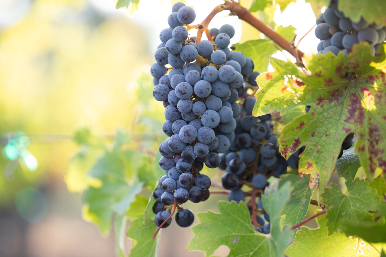 The Most Popular Red Wine: Cabernet Sauvignon Wine